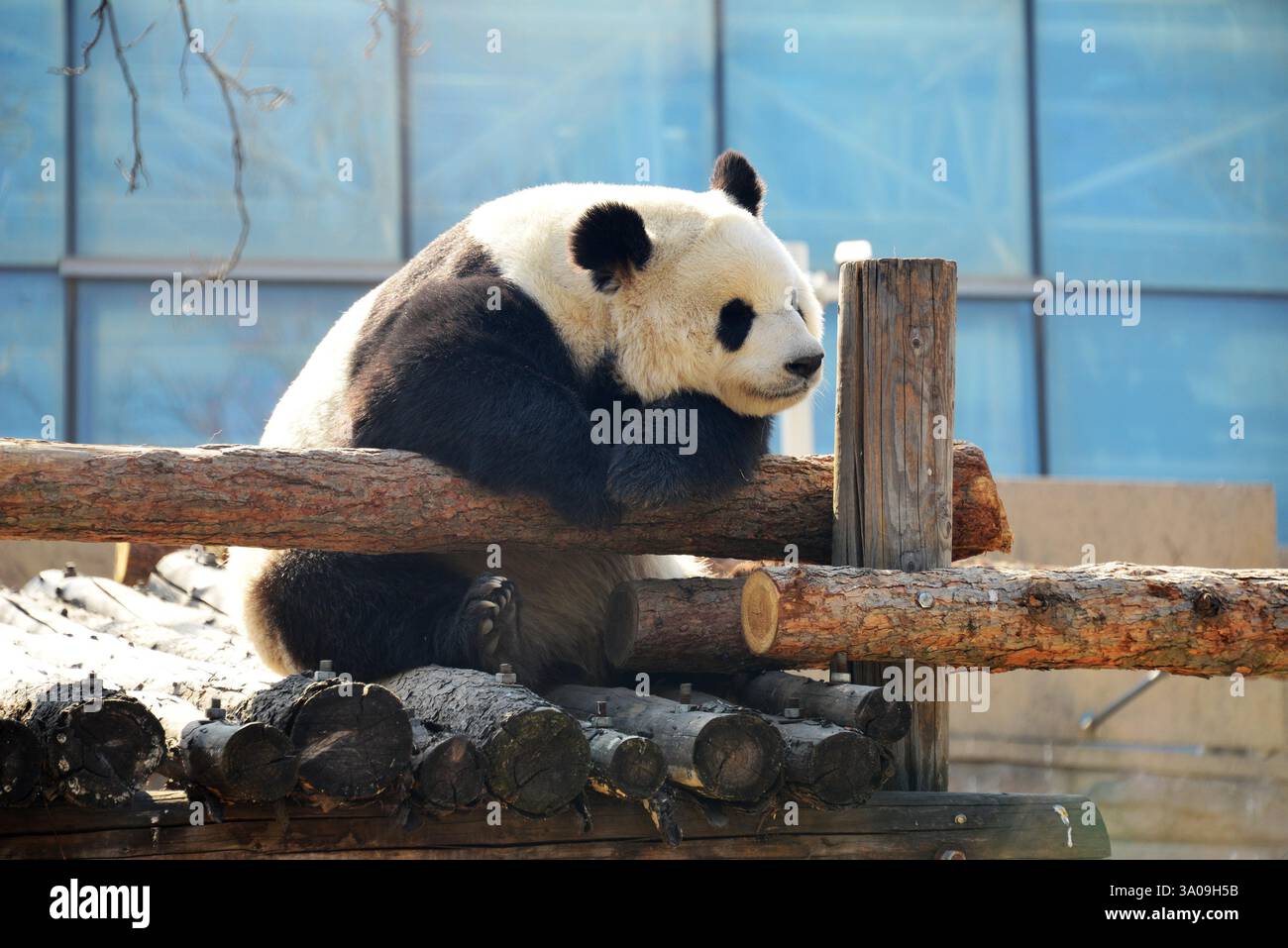 Giant panda Meng Er at Beijing Zoo, Beijing, China, 28 February, 2025 ...