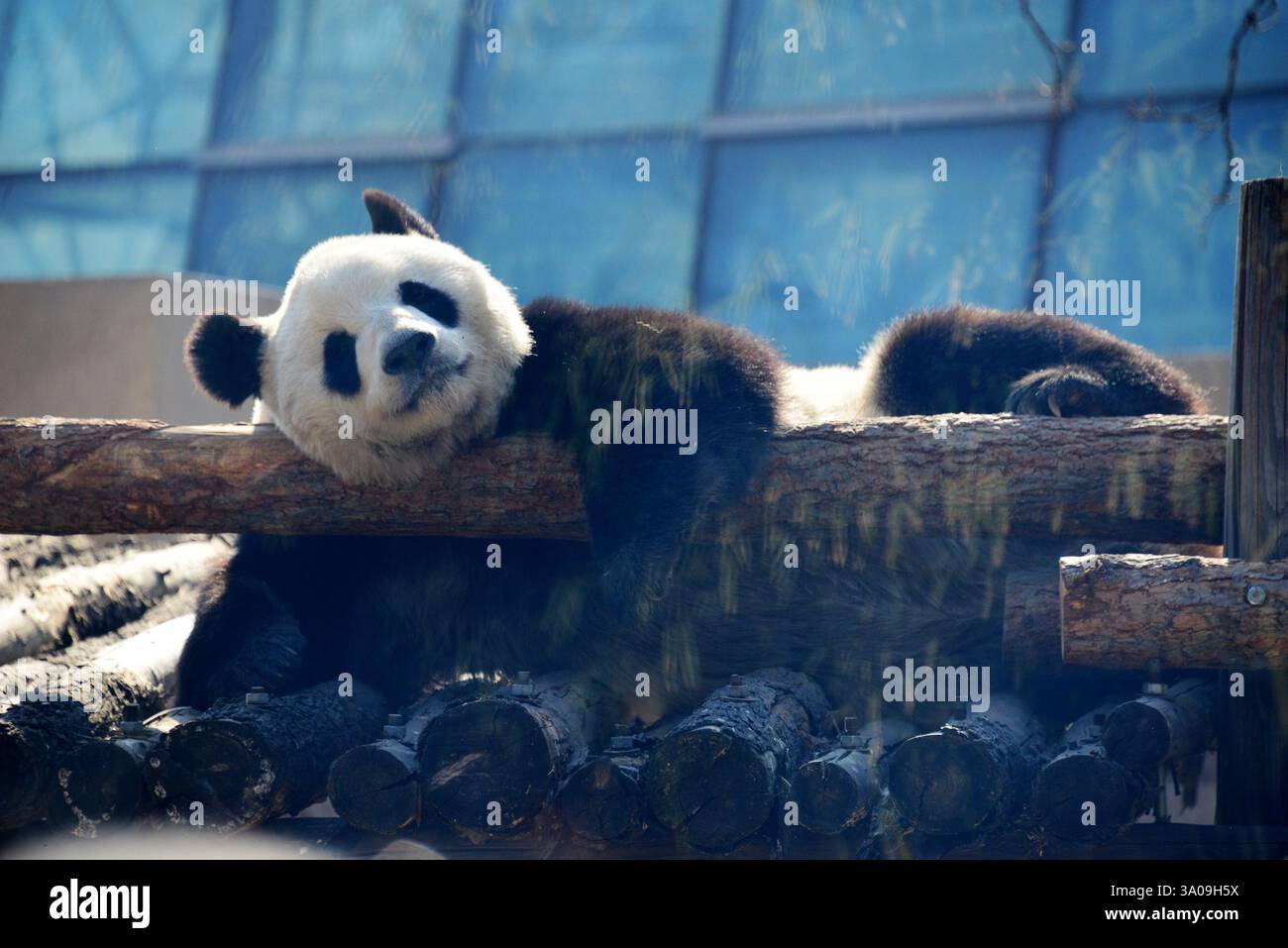 Giant panda Meng Er at Beijing Zoo, Beijing, China, 28 February, 2025 ...