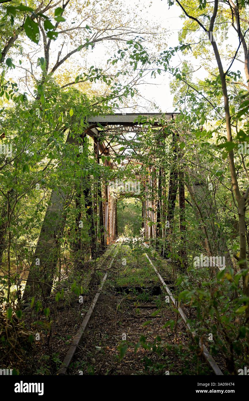 Overgrown abandoned railway bridge with rusty tracks in dense foliage ...