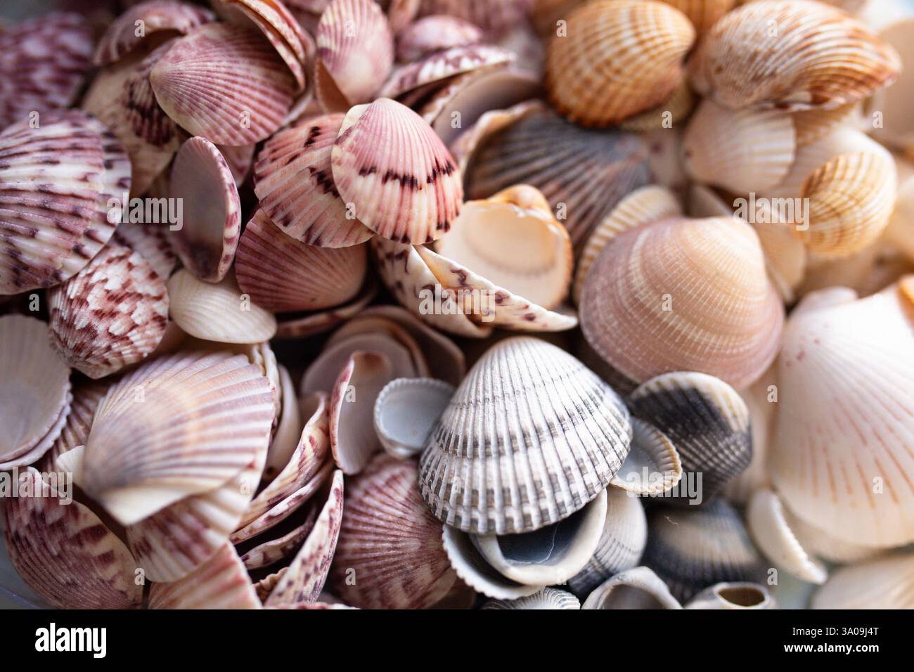 collection of orange, pink, gray, blue, and white scallop seashells ...