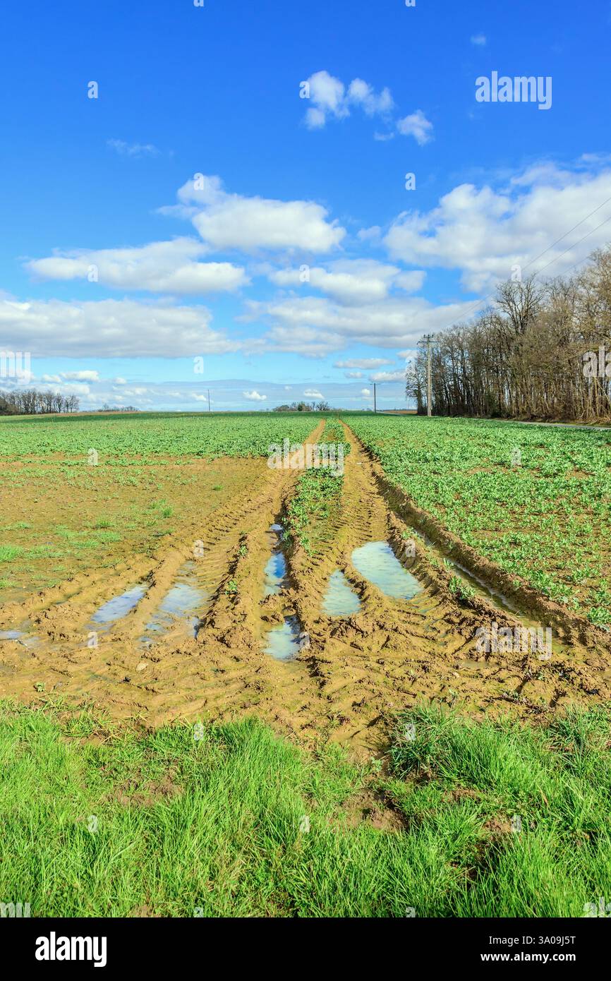 Tractor tyre marks and deep ruts in waterlogged farmland field - Indre ...