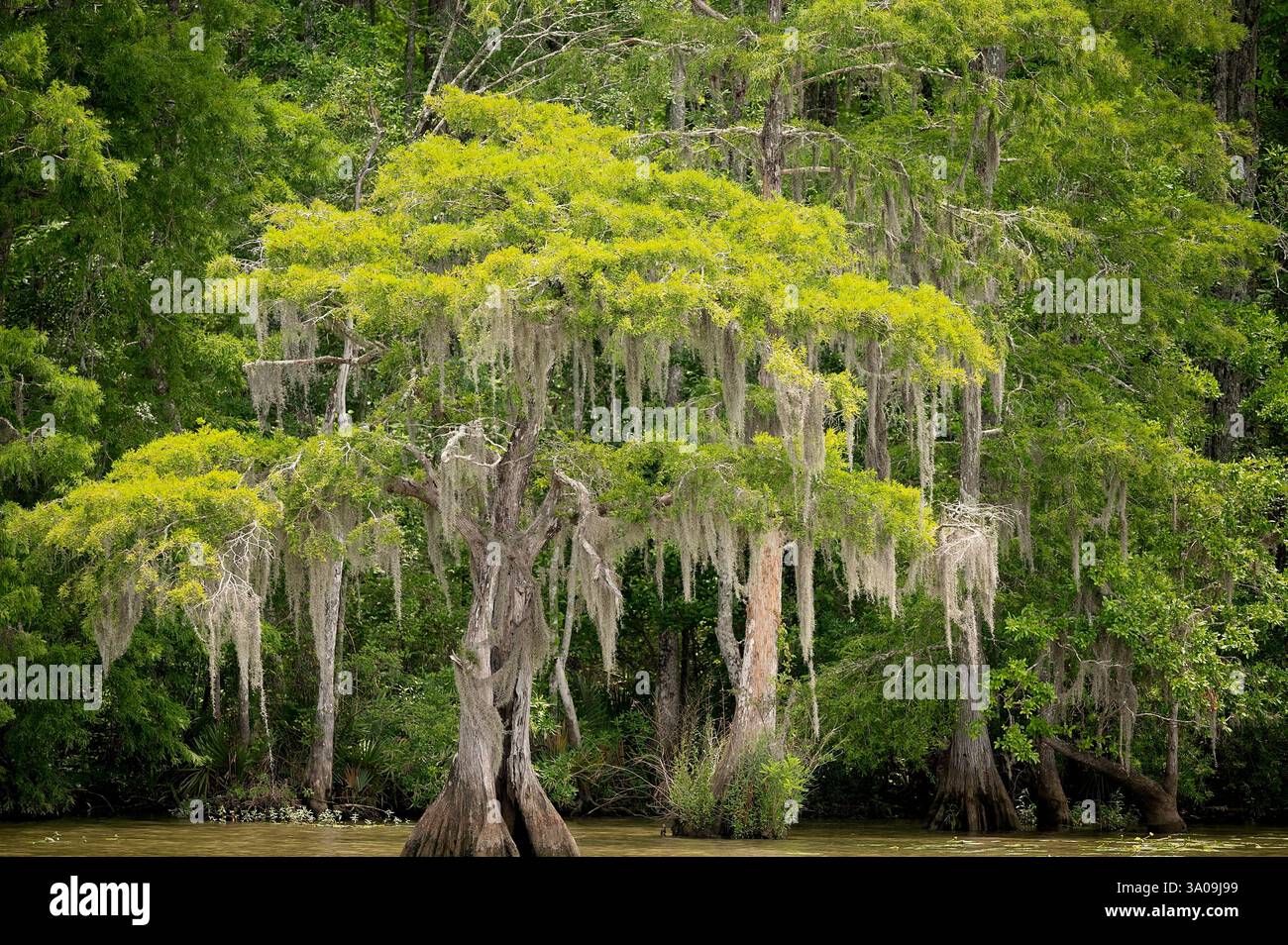 Lush cypress trees with Spanish moss hanging over swamp waters Stock ...