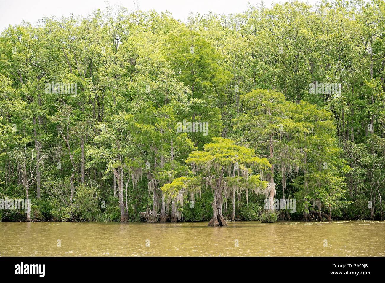 Cypress trees with Spanish moss growing in a lush swampy wetland Stock ...