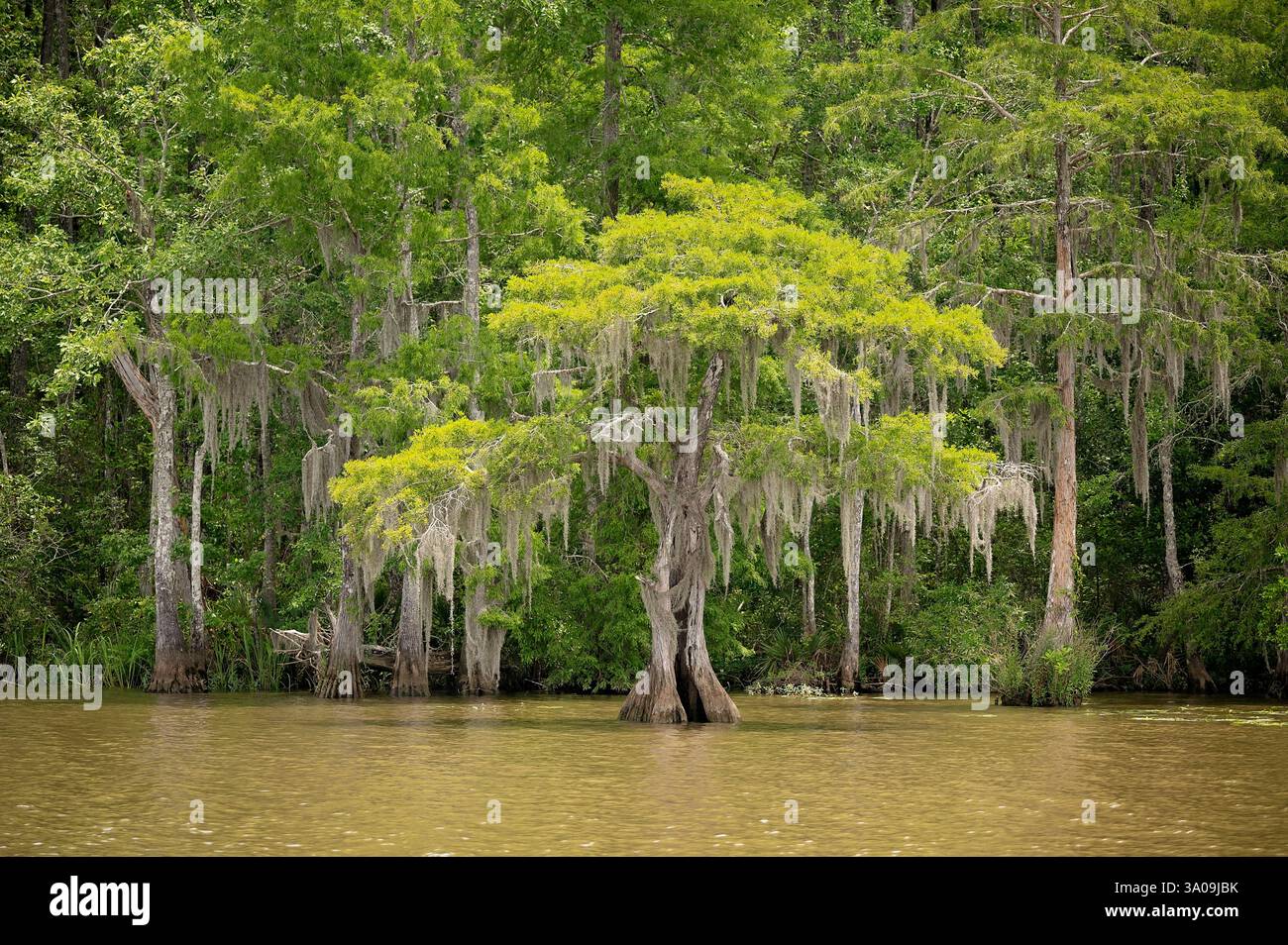 Cypress trees with Spanish moss hanging over a calm swampy river Stock ...