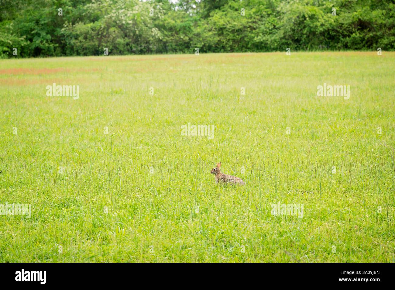 Open field lush green hi-res stock photography and images - Alamy