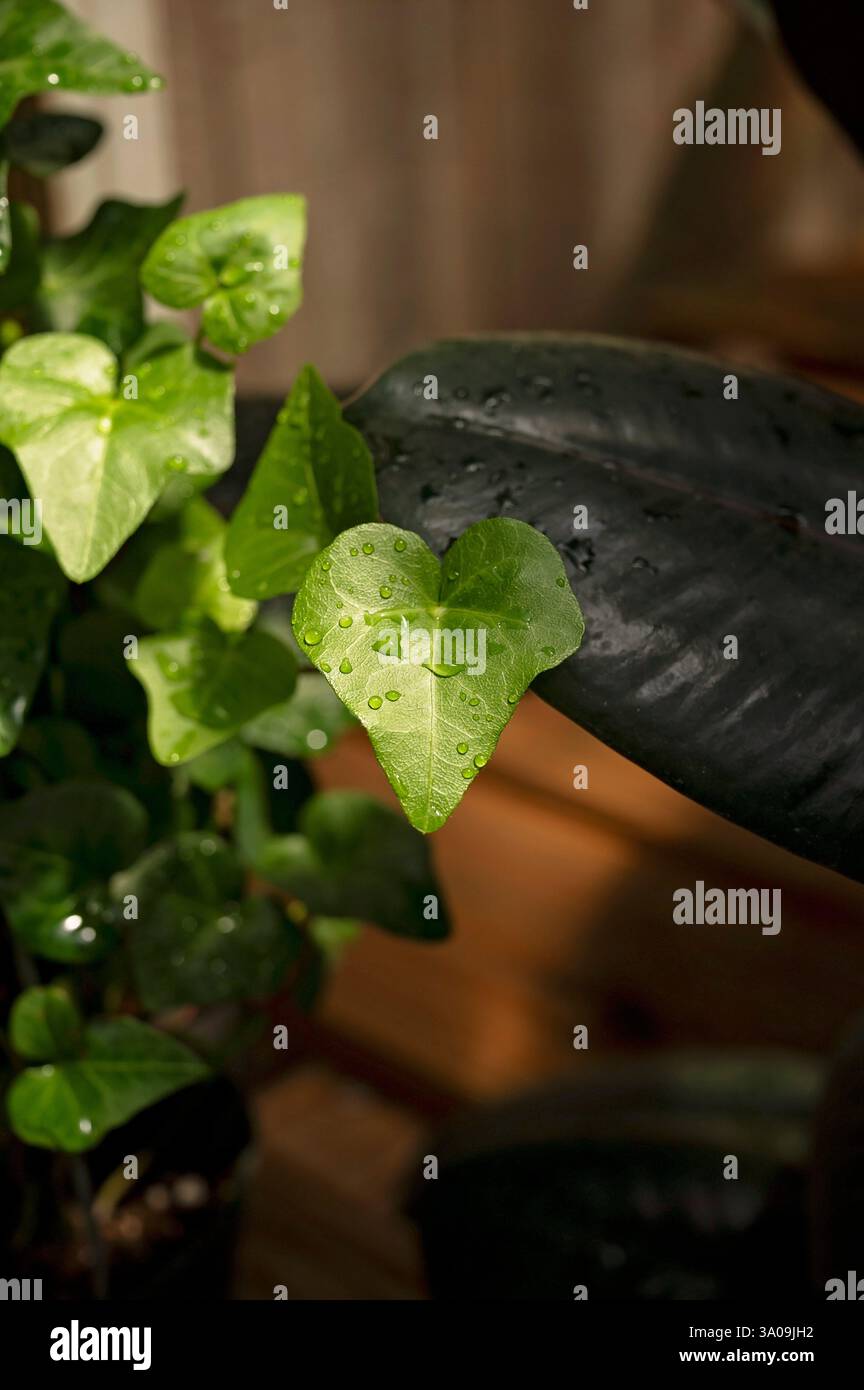 A heart-shaped green ivy leaf with water droplets in soft light Stock ...