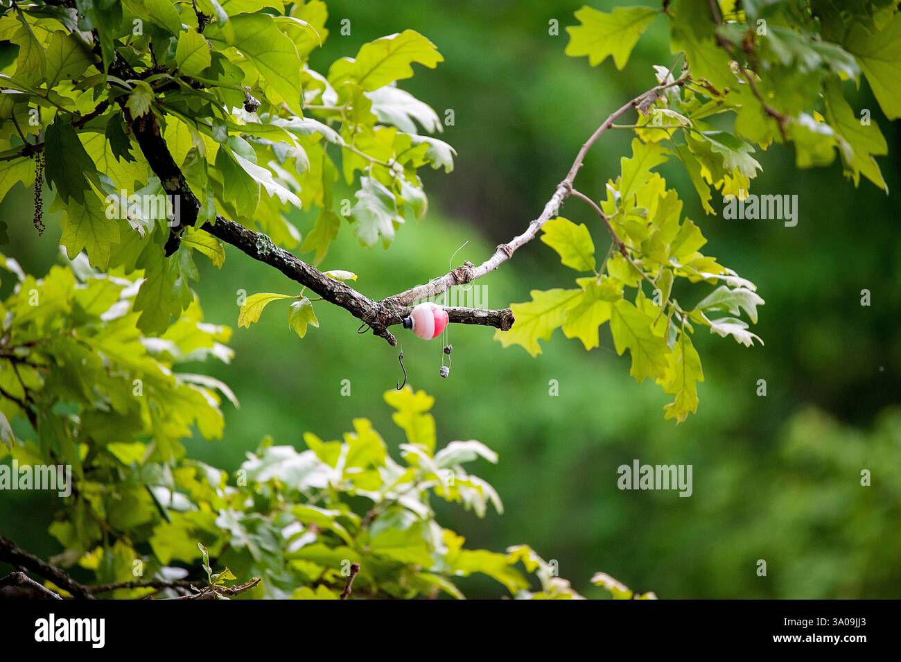 A fishing bobber and hook tangled in a tree branch among green leaves ...