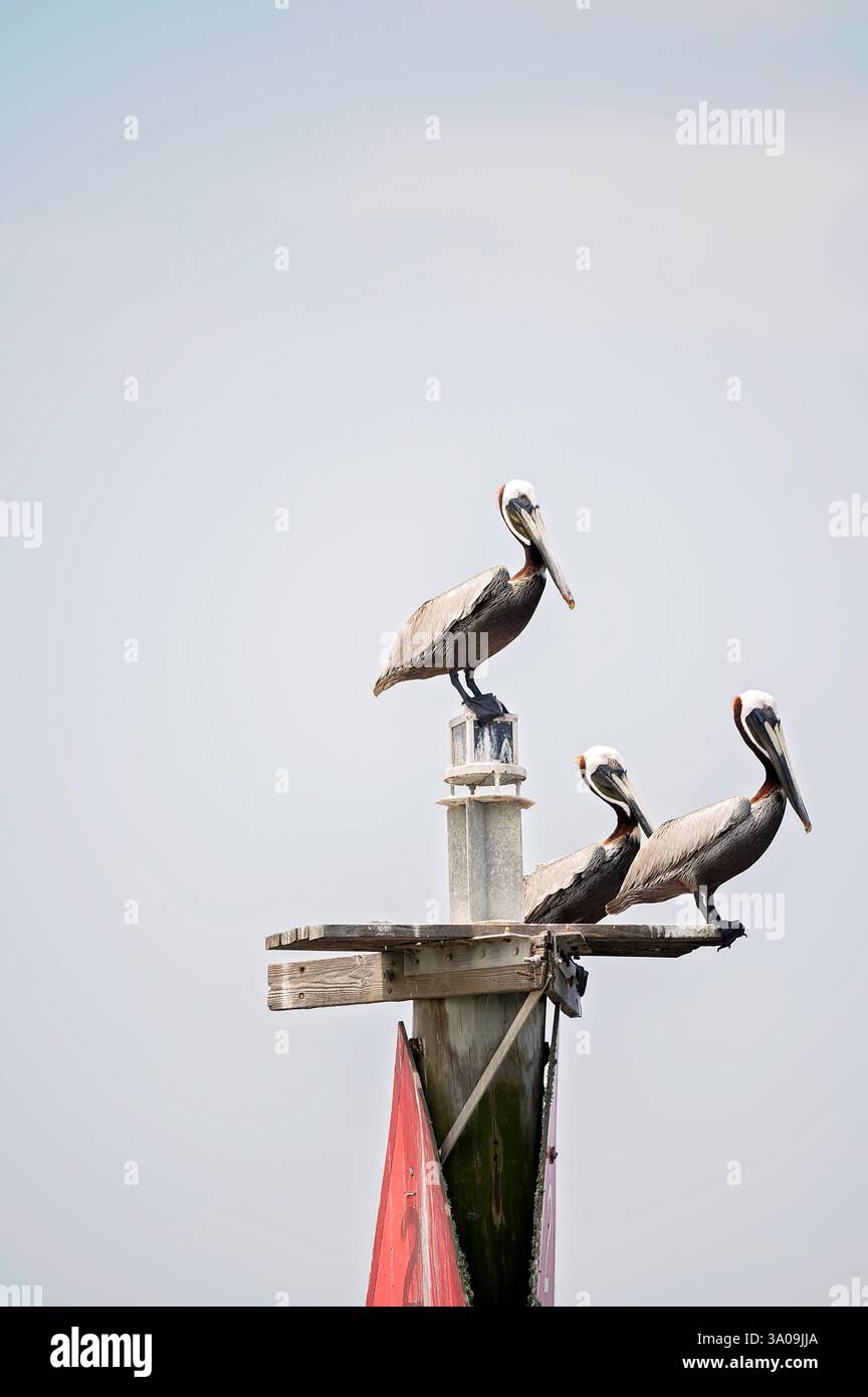 Three pelicans perch on a red navigation marker by the sea Stock Photo ...
