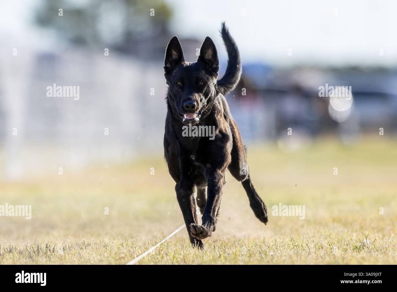 Dutch Shepherd Running Lure Course Sprint Dog Sport Stock Photo - Alamy