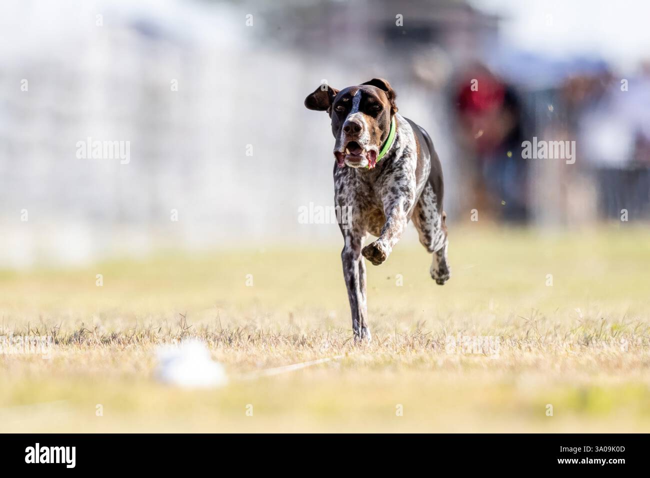 German Shorthaired Pointer Running Lure Course Sprint Dog Sport Stock ...