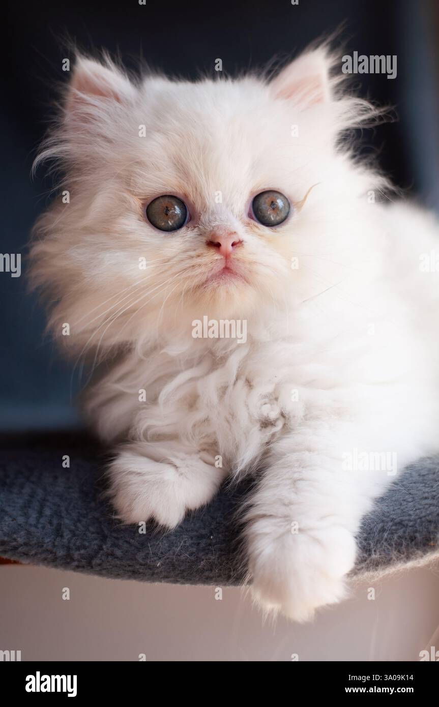 Adorable Fluffy White Persian Kitten Stock Photo - Alamy
