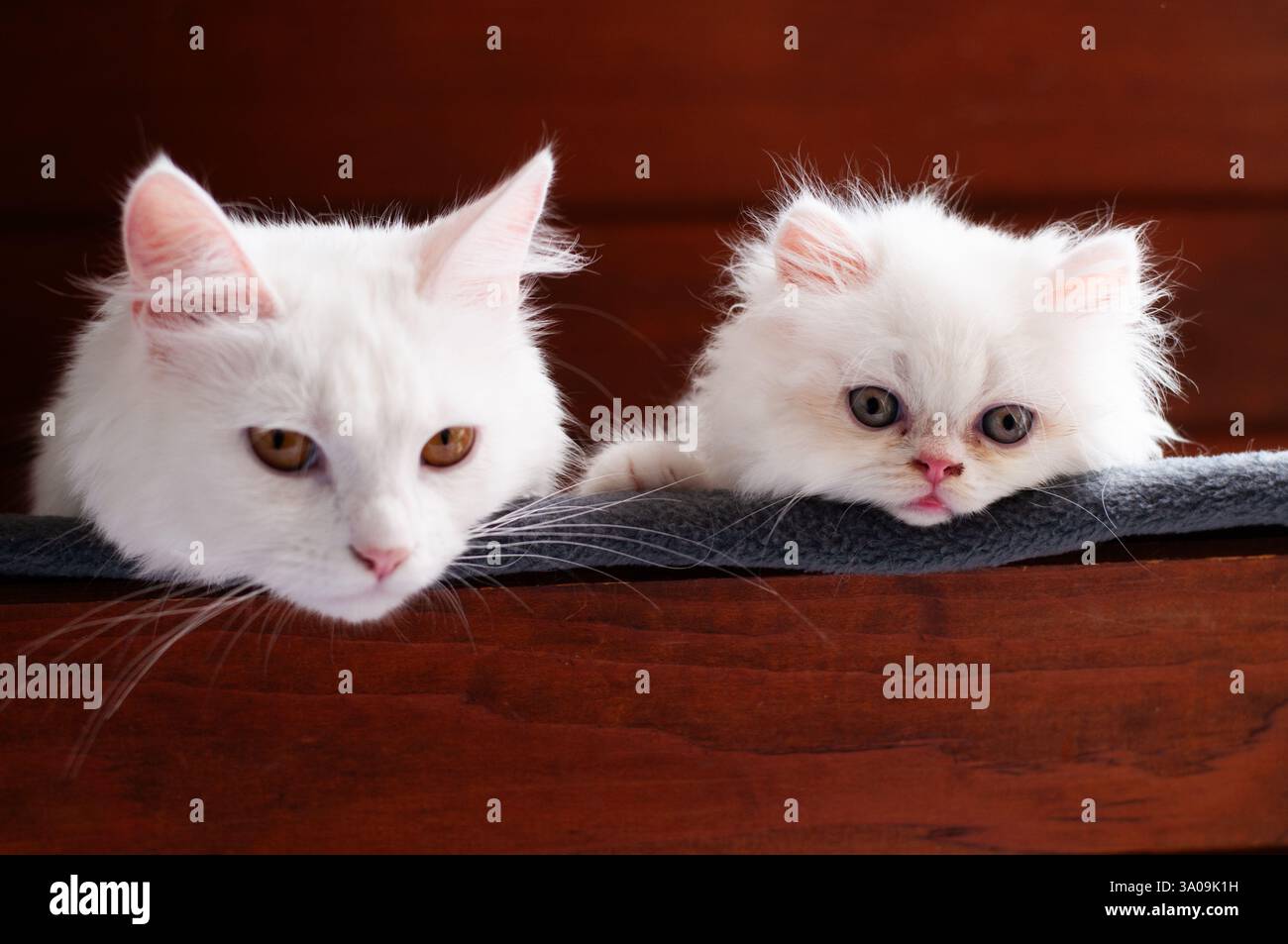 Two adorable white cats - adult and kitten Stock Photo - Alamy