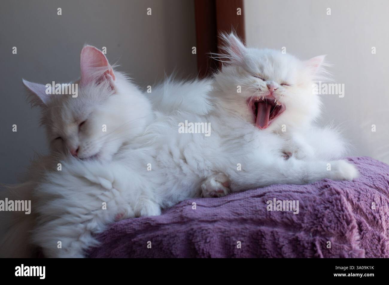 Two adorable white cats - adult and kitten Stock Photo - Alamy