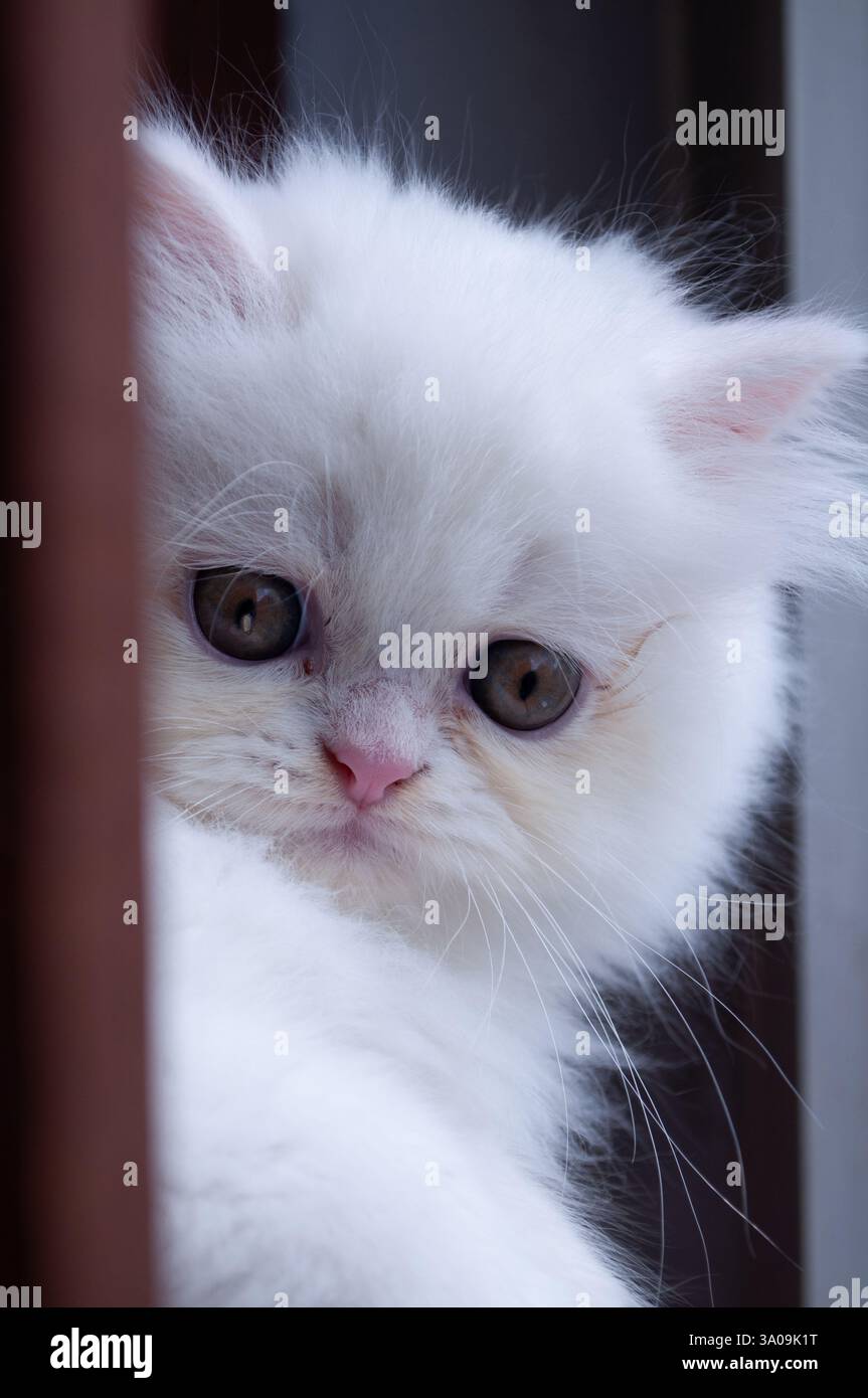 Little fluffy kitten hi-res stock photography and images - Alamy