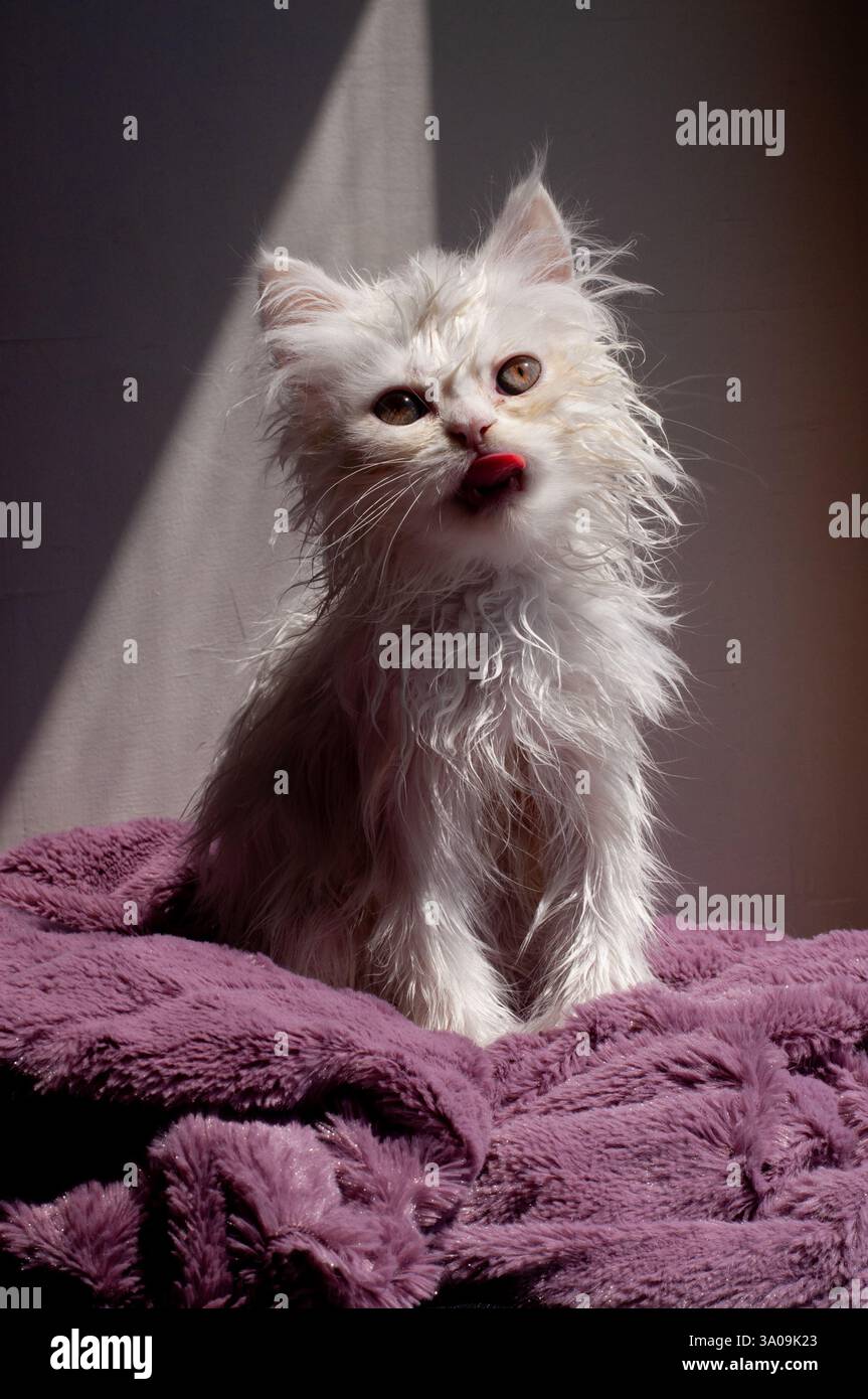 Wet kitten after a bath Stock Photo - Alamy