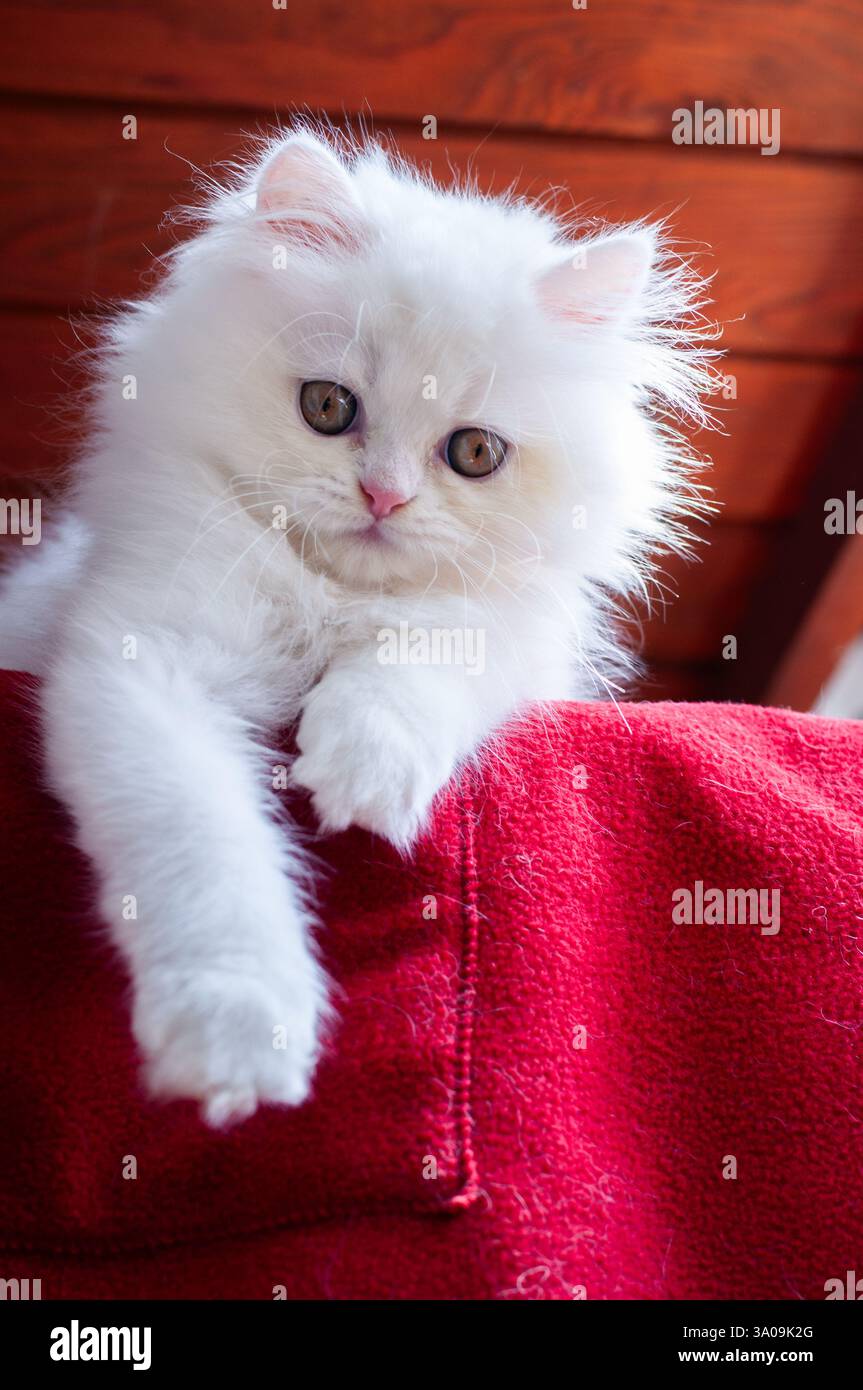 Adorable Fluffy White Persian Kitten Stock Photo - Alamy