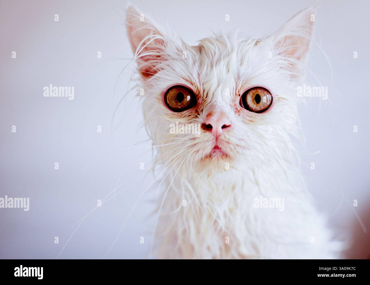 Cat, wet, funny hi-res stock photography and images - Alamy
