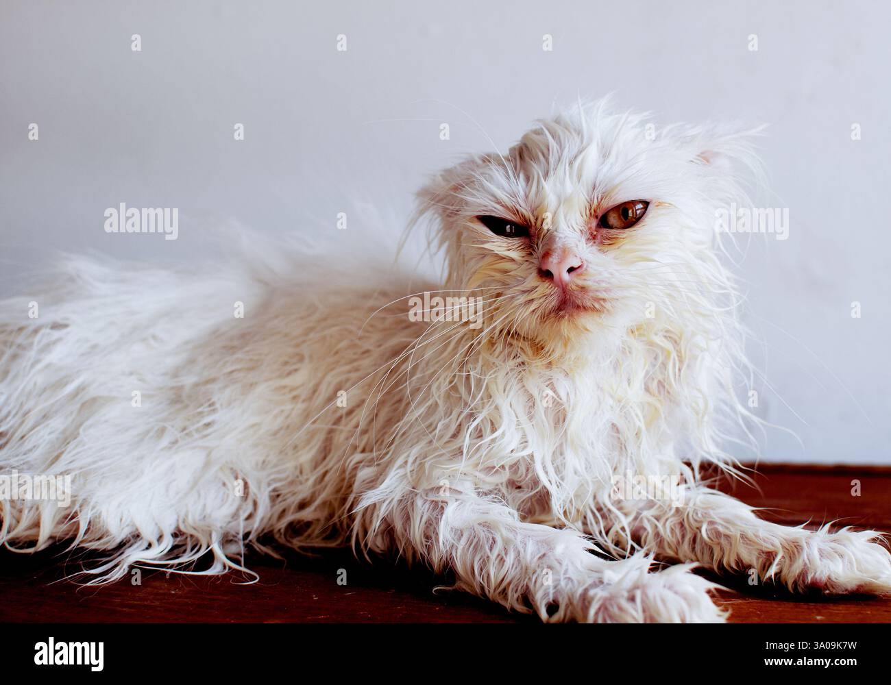 Funny Wet Cat After Bath Stock Photo - Alamy