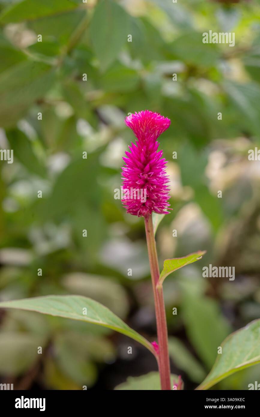 Silver Cockscomb (Celosia argentea ) - Kampala Uganda Stock Photo - Alamy