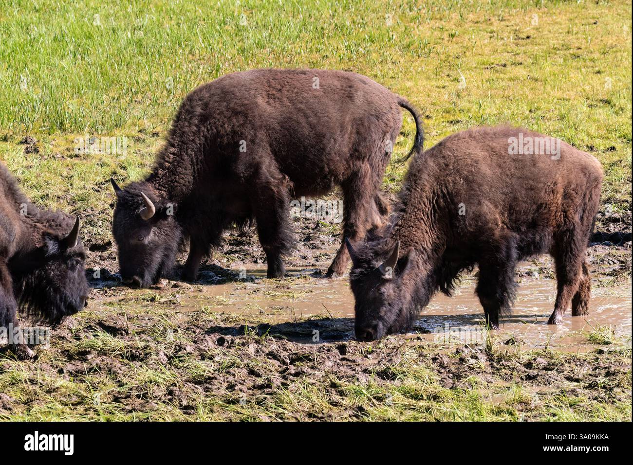 Closeup of American Bison (Bison bison) drinking from watering hole, on ...
