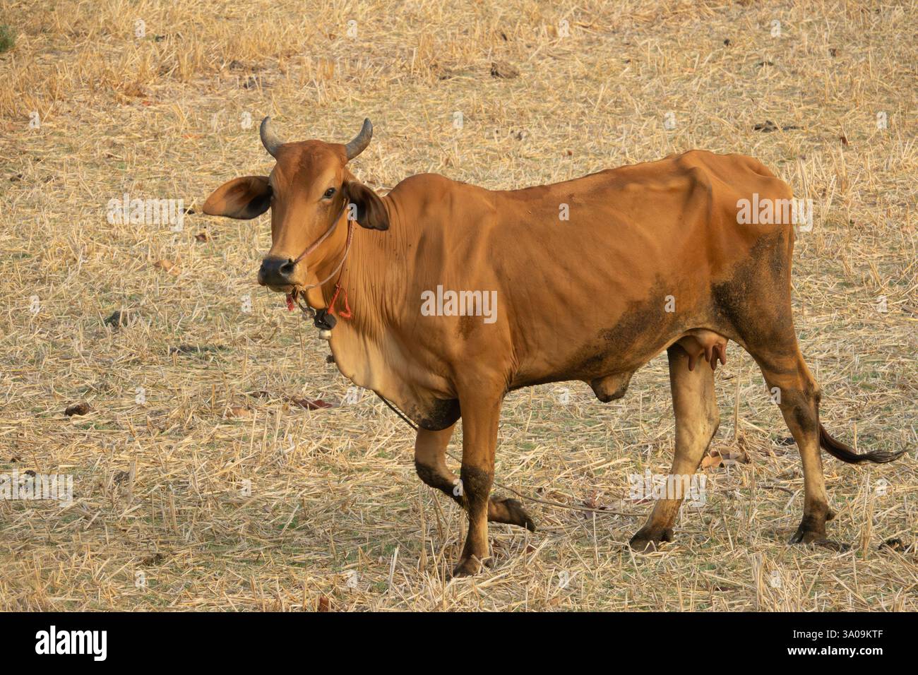 Thai cow in a field of rice plant stubble Stock Photo - Alamy