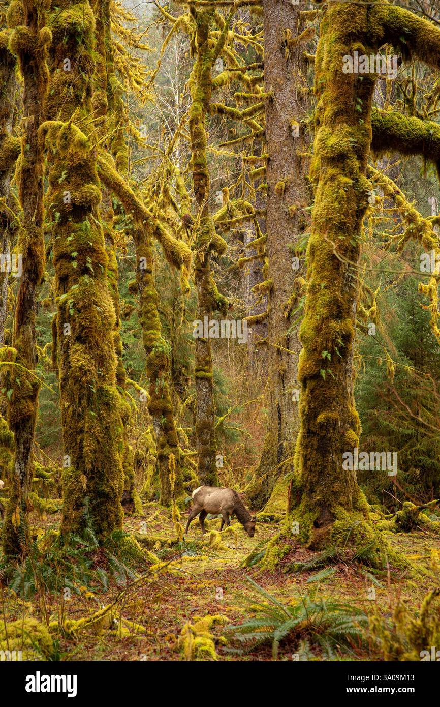 Lone Elk, Hoh Rainforest, WA, USA Stock Photo - Alamy