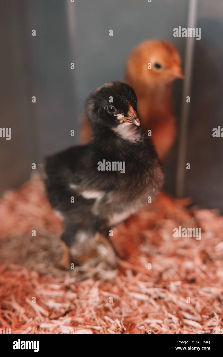 Chicks in brooder 2025 hi-res stock photography and images - Alamy