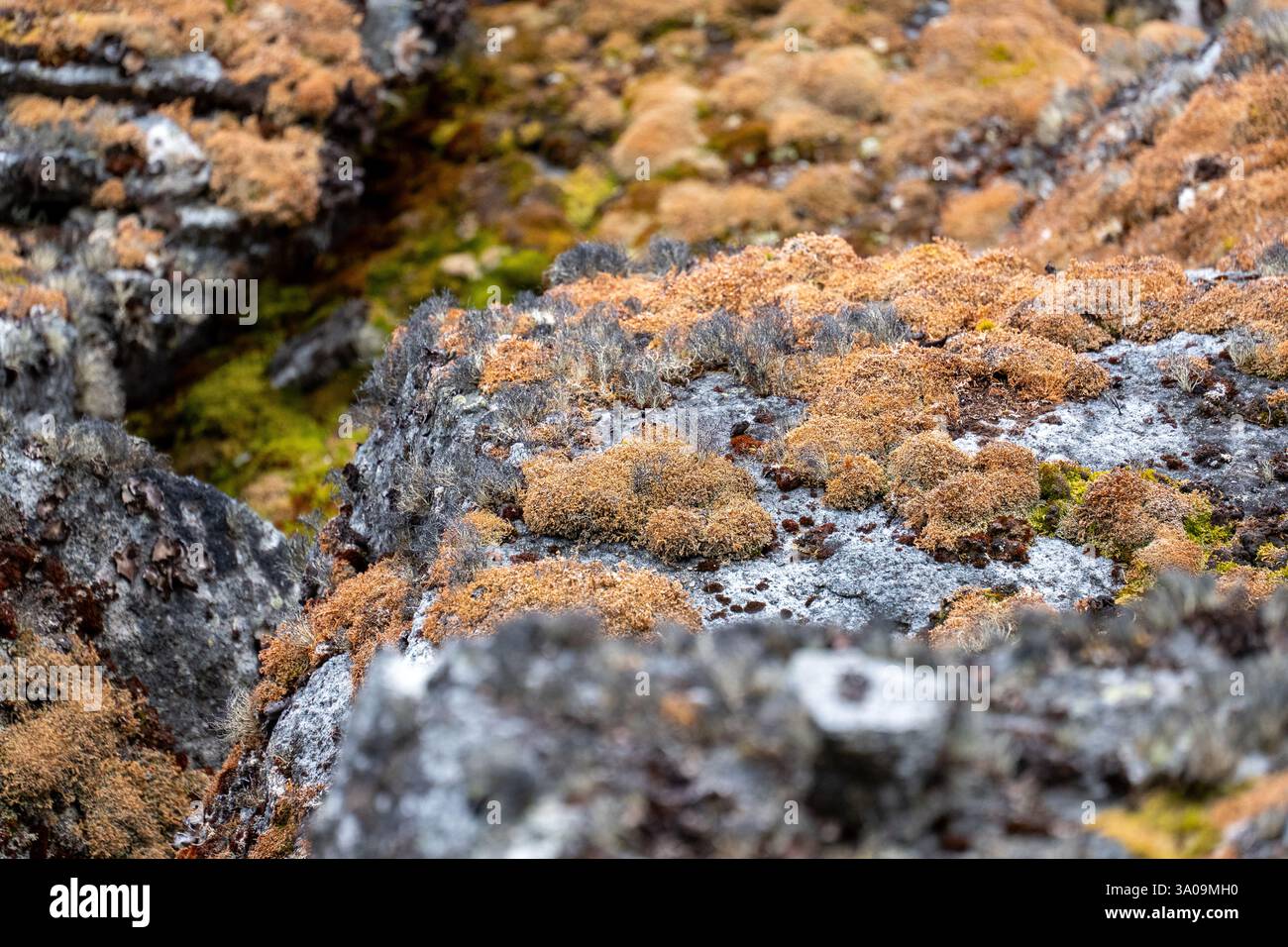 Flora in Antarctica. Nature in Antarctica. Moss. Summer in Antar Stock ...