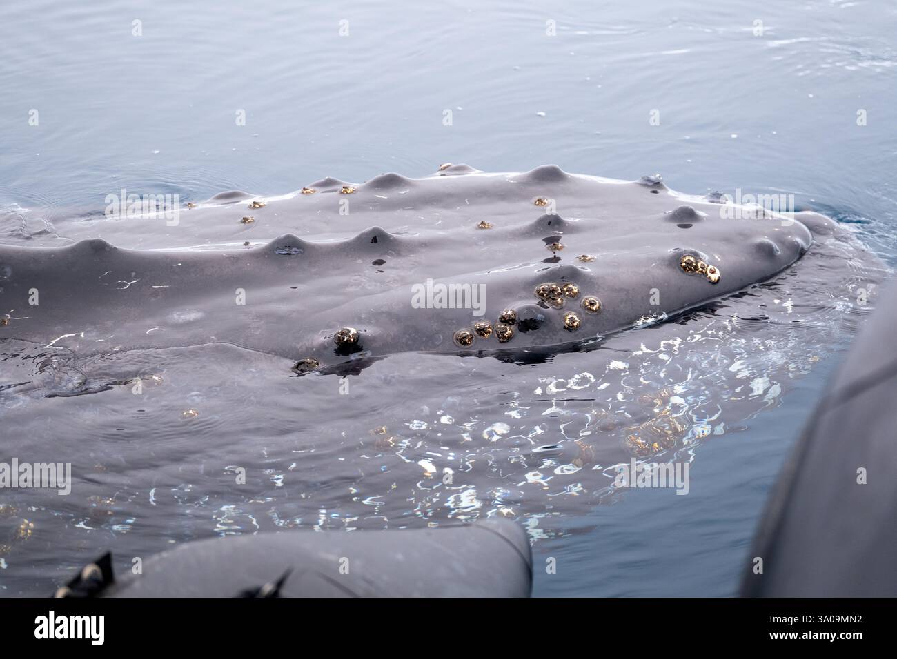 Humpback whale diving in the ocean. Southern Ocean, Antarctica Stock ...