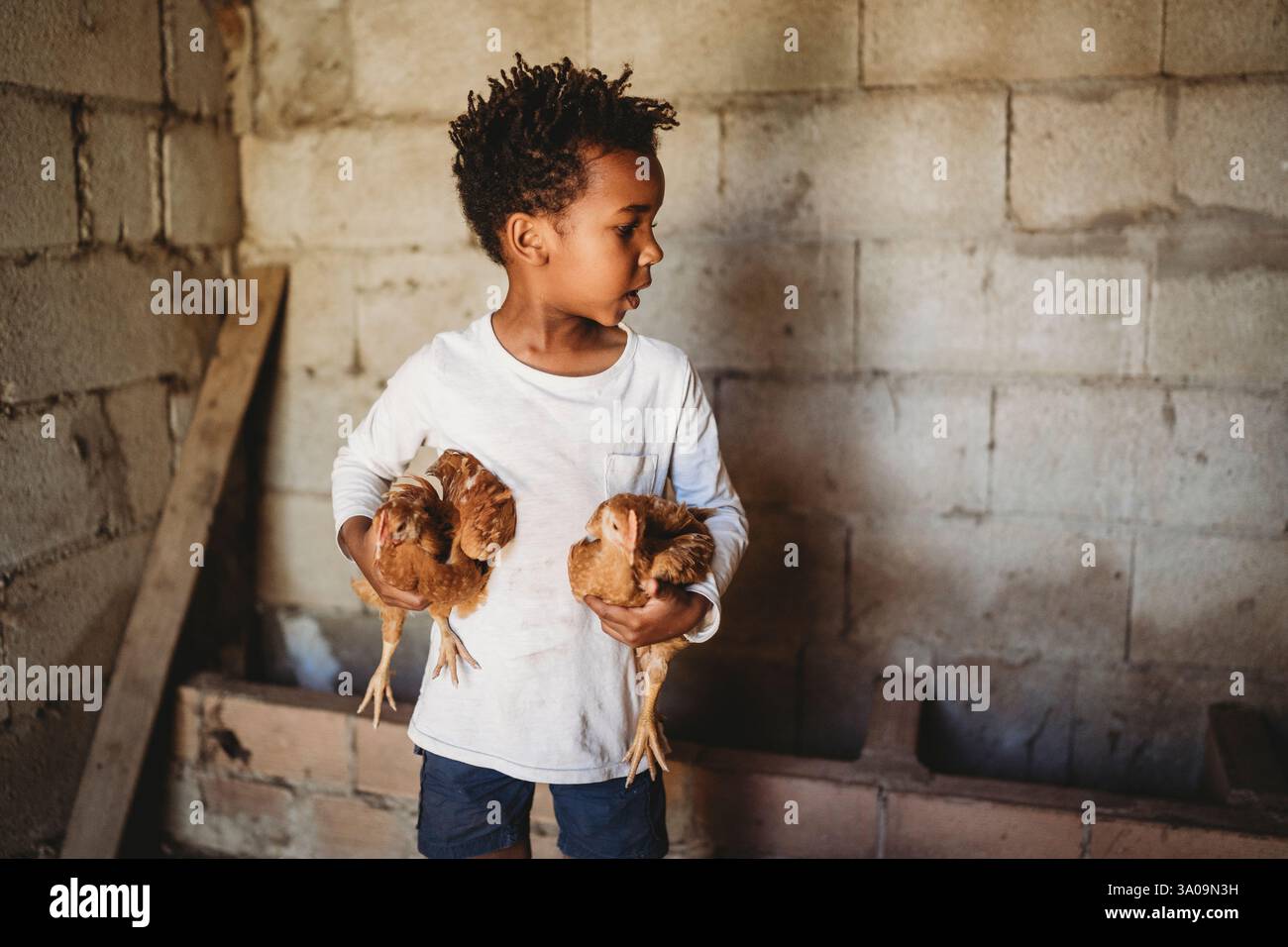 Adorable black boy holding pet chickens in coop Stock Photo - Alamy
