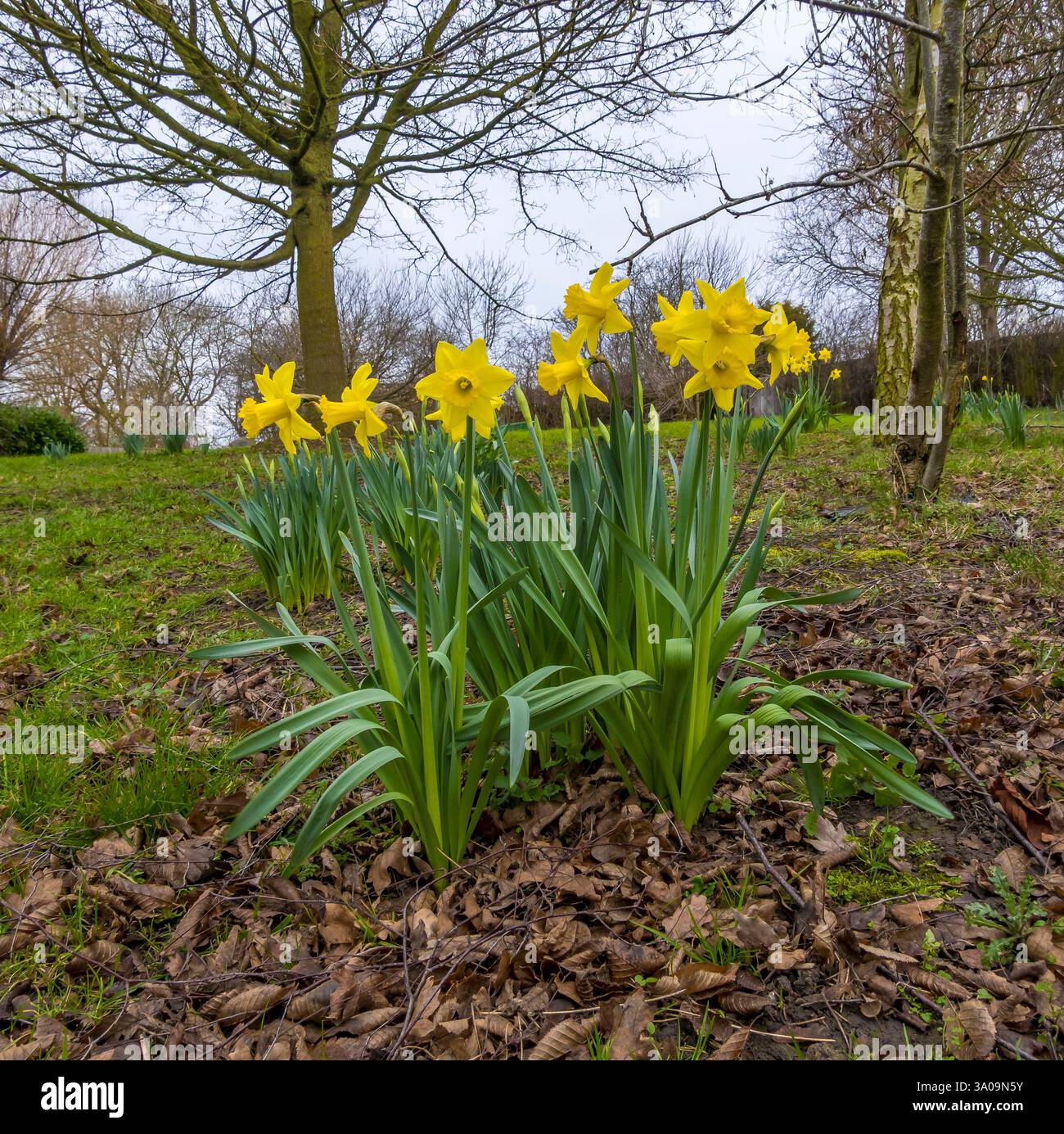 Yellow narcissus daffodils growing hi-res stock photography and images ...