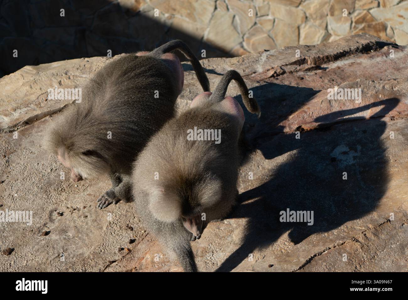 Baboon Monkeys Grooming Zoo Animals Stock Photo - Alamy