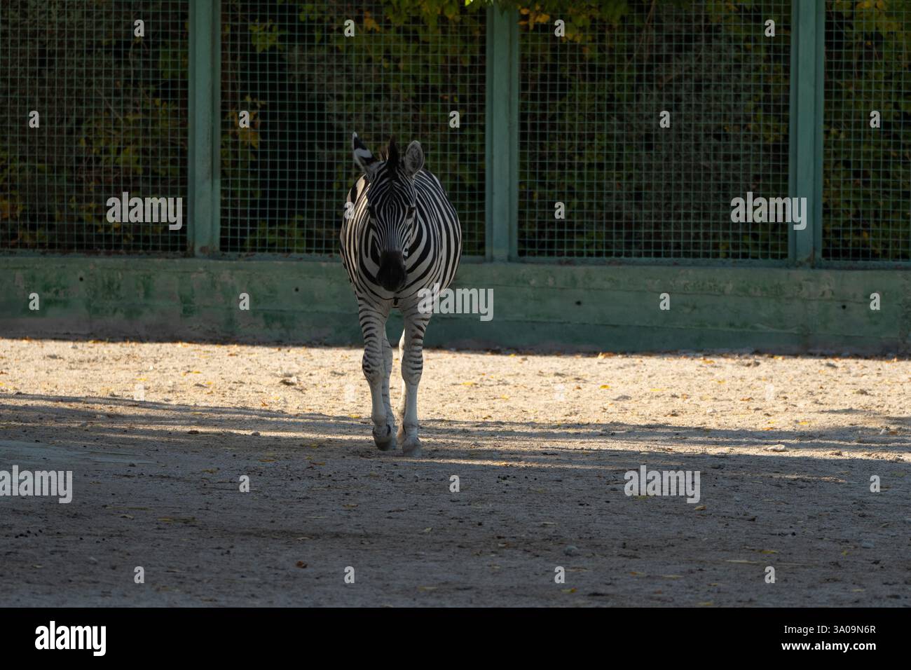 Here's a caption for the image: A lone zebra walks toward the camera in ...