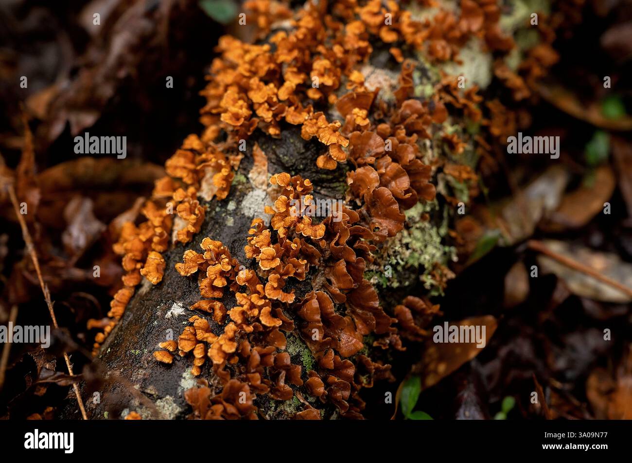 Close-up of vibrant orange fungi growing on a decaying tree log Stock ...