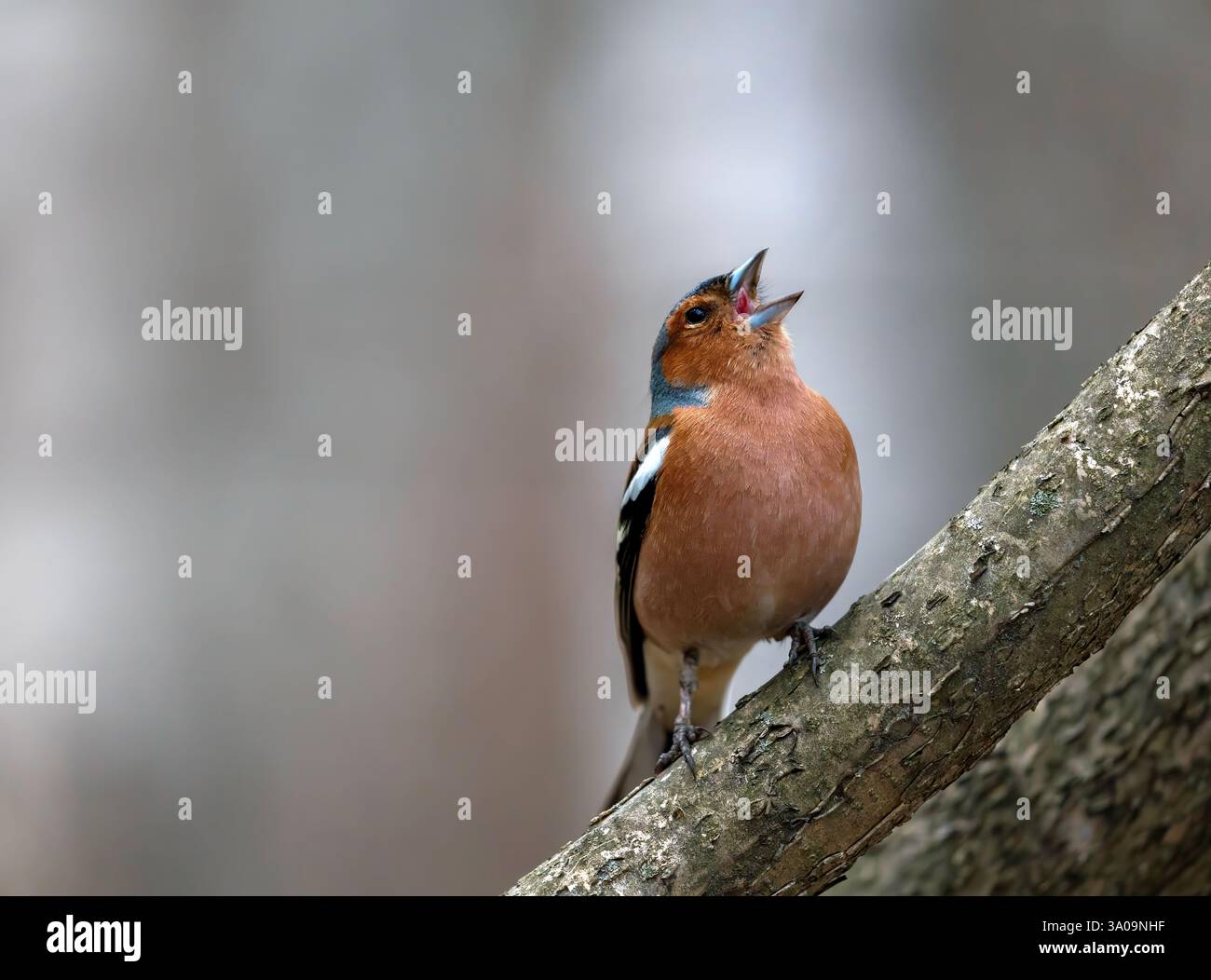 bird male chaffinch singing in spring forest sitting on tree Stock ...