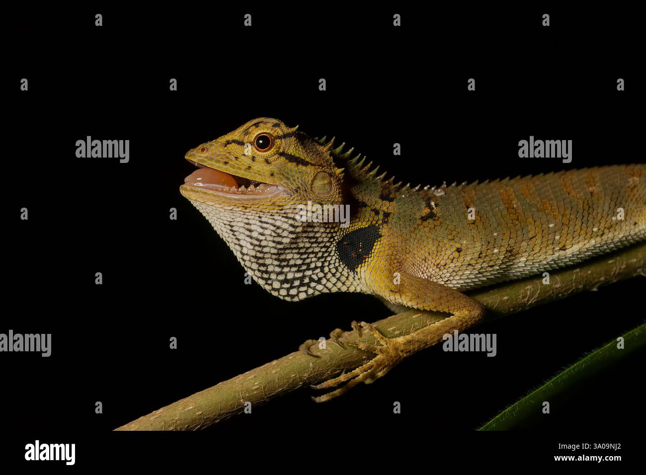 Oriental garden lizard, Calotes versicolor, Agamidae, Khao Sok National ...