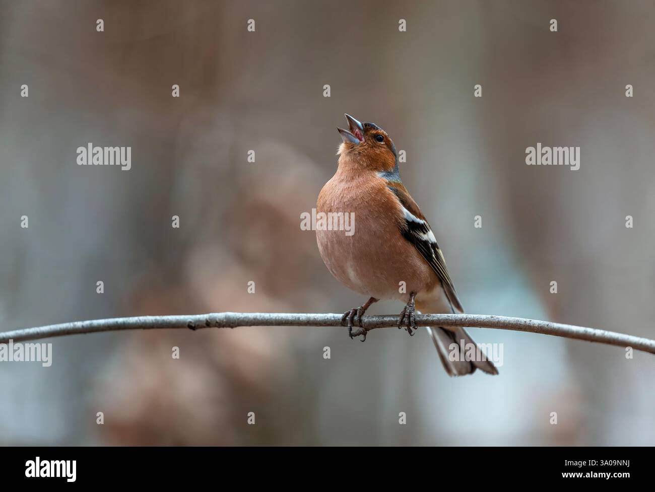 bird male chaffinch singing in spring forest sitting on tree branch ...