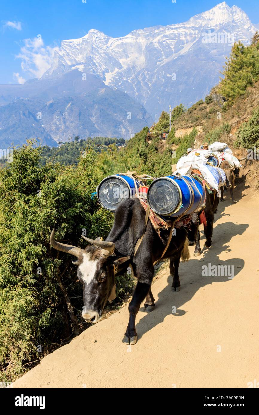 Yak caravan carry heavy bags with stuff to the Everest Base camp trek ...