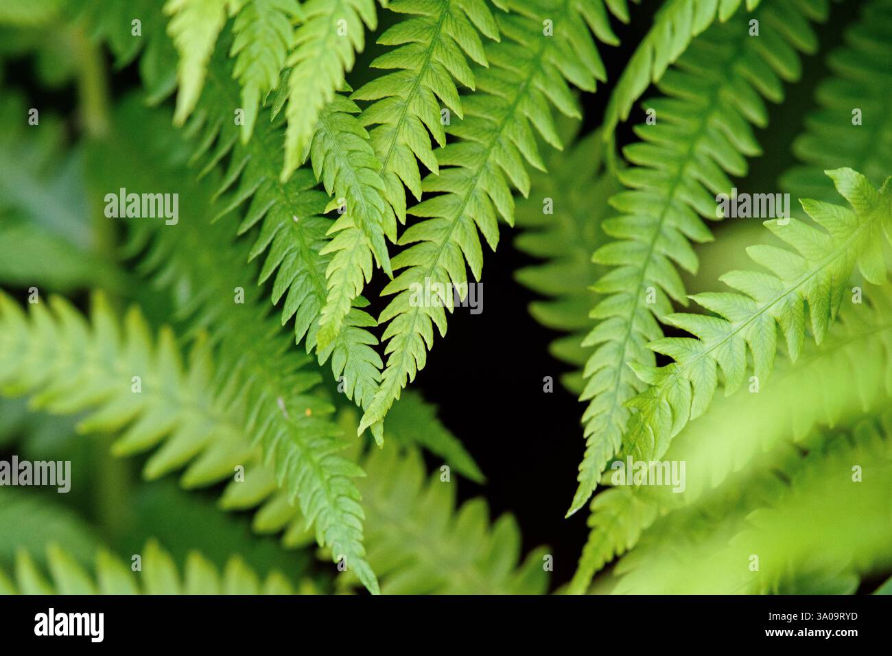 Home ferns hi-res stock photography and images - Alamy