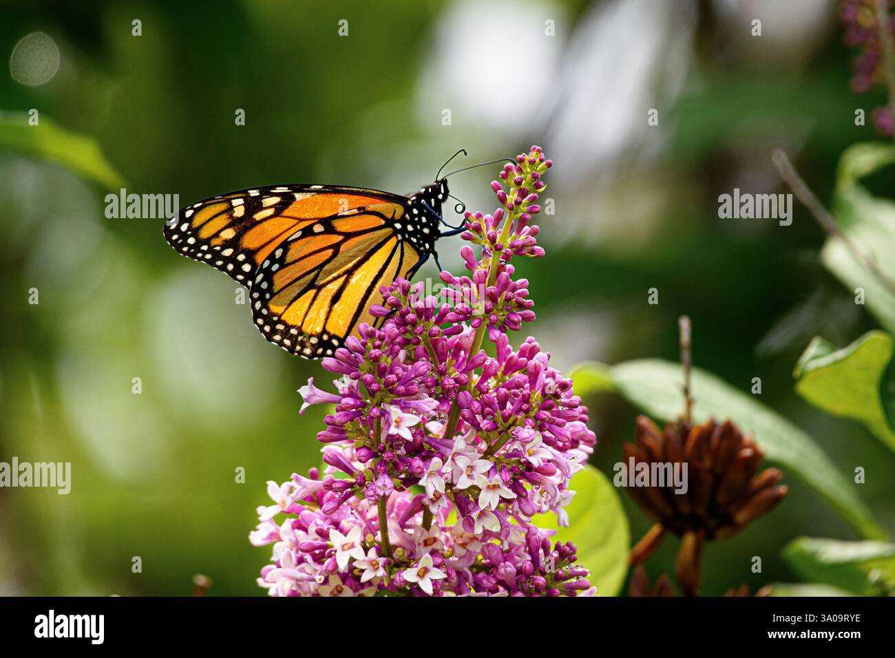 Home of the monarch butterfly hi-res stock photography and images - Alamy