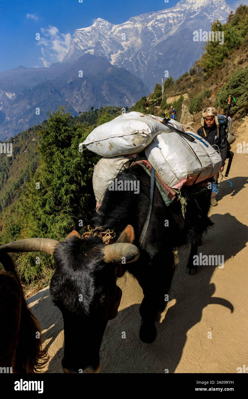 Yak caravan carry heavy bags with stuff to the Everest Base camp trek ...