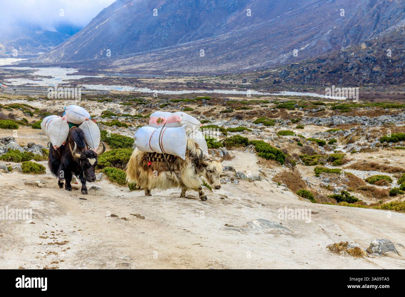 Yak caravan carry heavy bags with stuff to the Everest Base camp trek ...