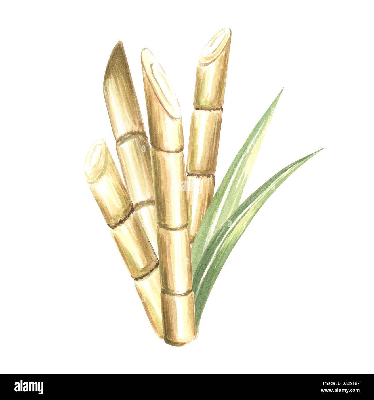 Cut sugar cane stalks with leaves. Bamboo. Hand drawn watercolor ...
