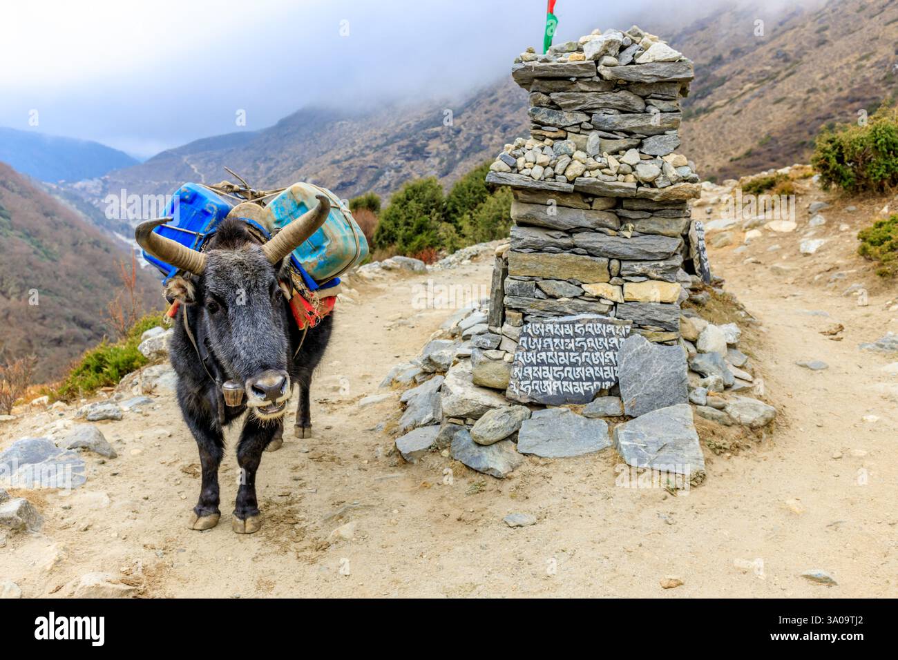 Yak caravan carry heavy bags with stuff to the Everest Base camp trek in Himalayas, Nepal on a ...