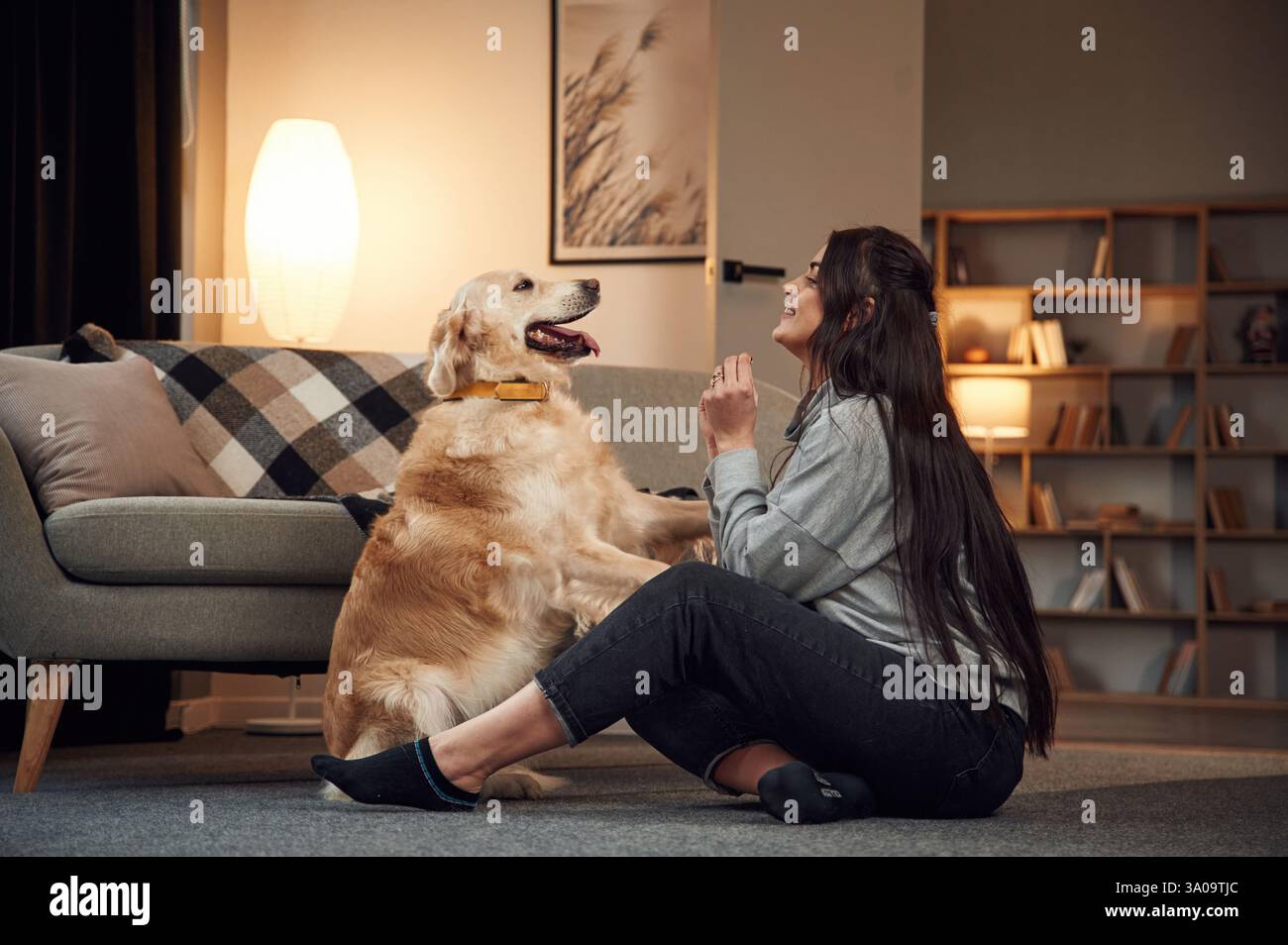 Playing, doing tricks. Woman is with golden retriever dog at home Stock ...