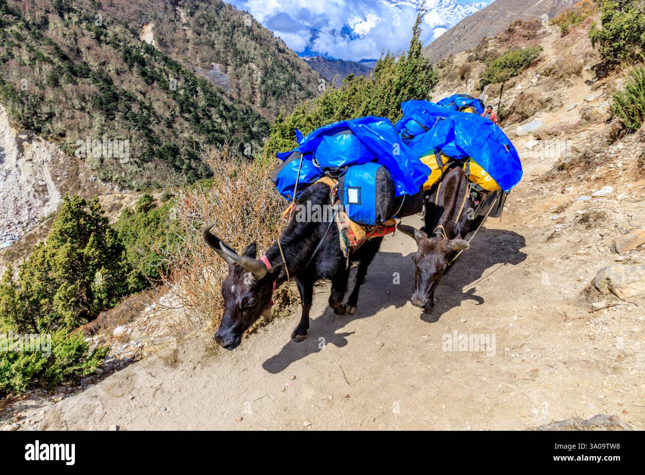 Yak caravan carry heavy bags with stuff to the Everest Base camp trek ...
