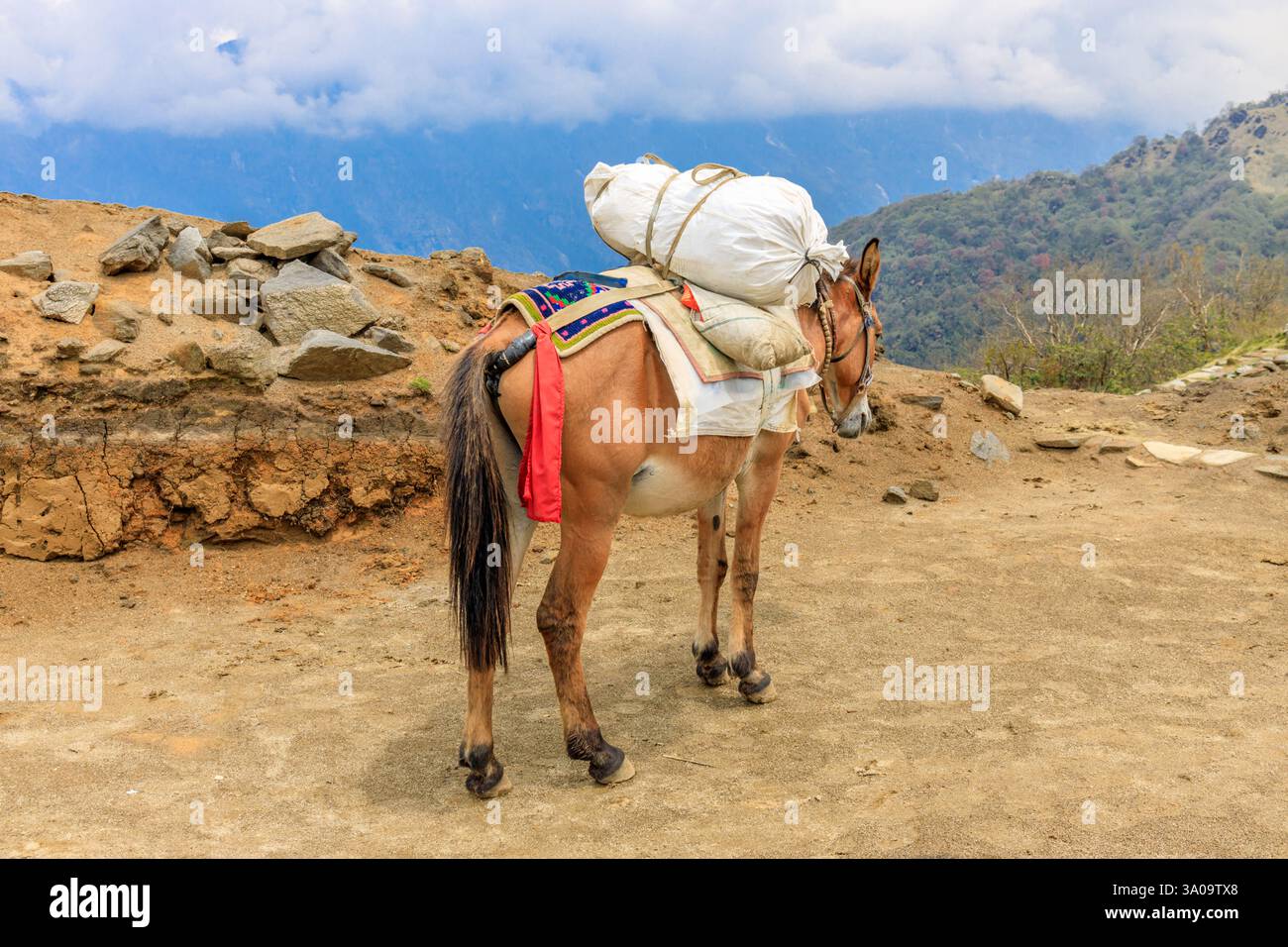 Yak caravan carry heavy bags with stuff to the Everest Base camp trek ...