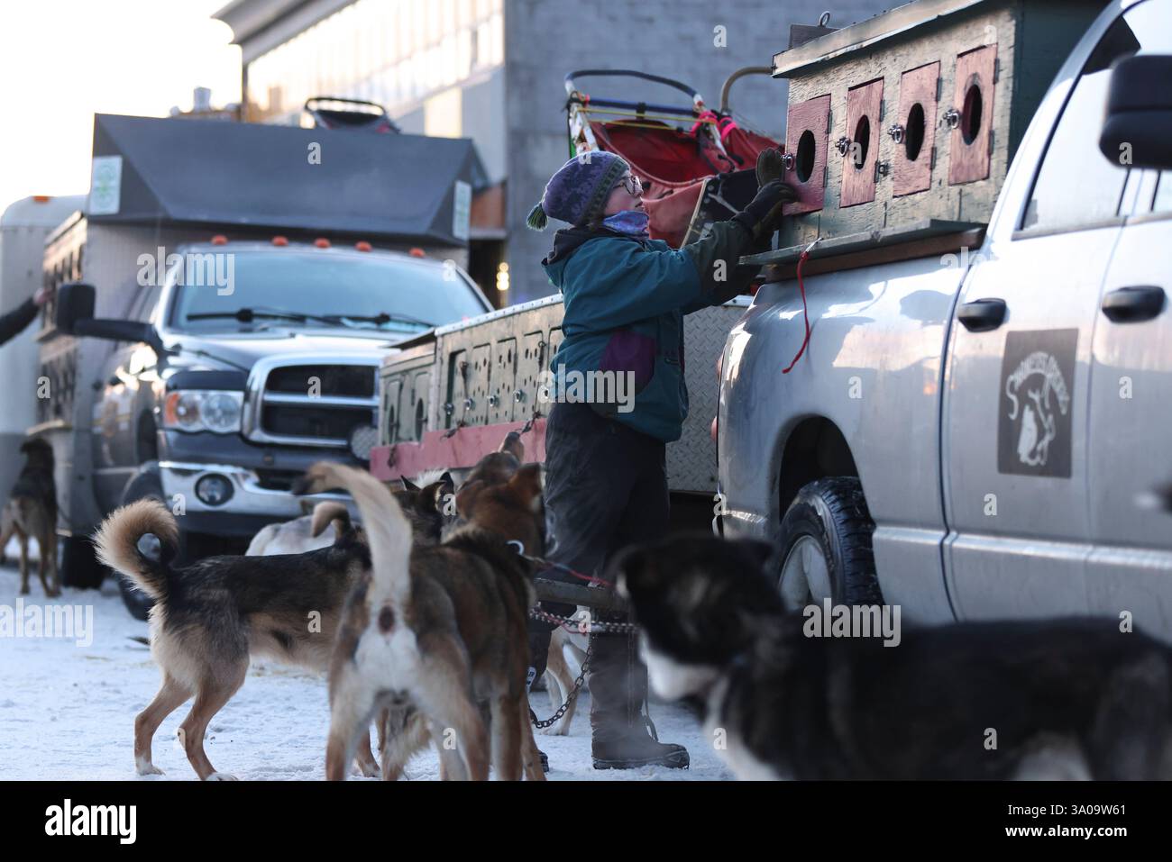 Musher handler Skylar Whitcomb closes a dog box door on the team of ...