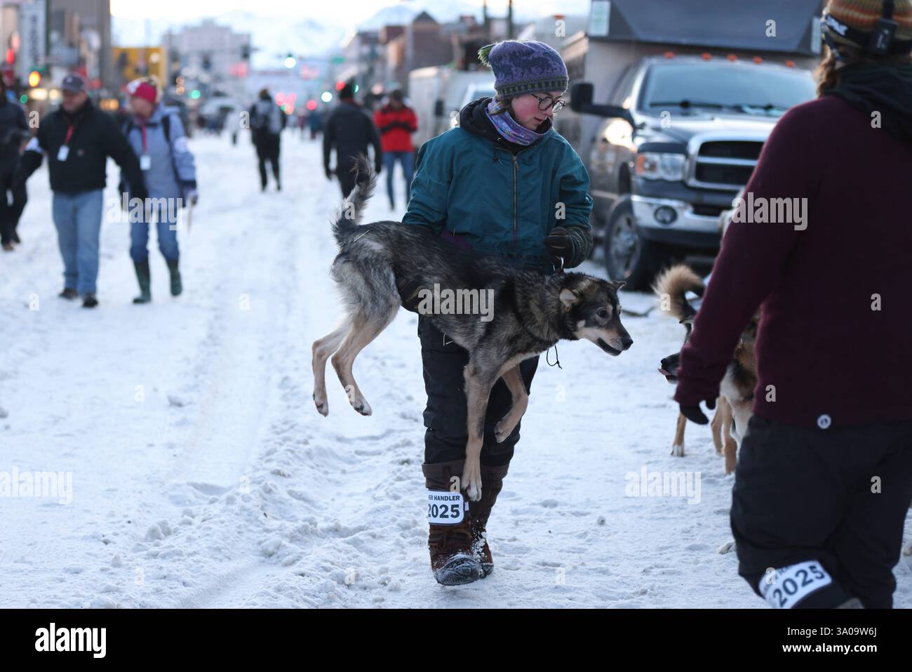 Musher handler Skylar Whitcomb picks up a dog on the team of Emily Ford ...