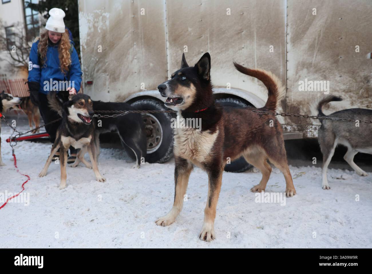A sled dog waits before the Ceremonial Start of the Iditarod Trail Sled ...